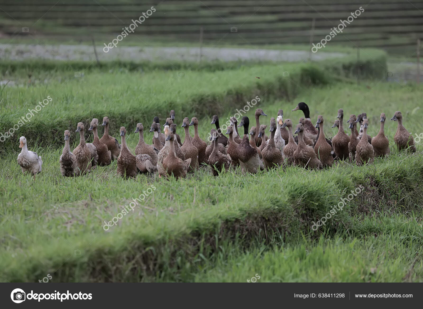 Group Indian Runner Ducks Looking Food Rice Fields Animal Which Stock ...