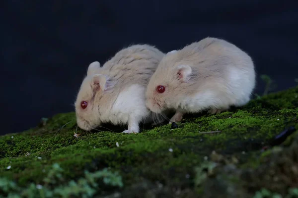 White Hamsters With Red Eyes