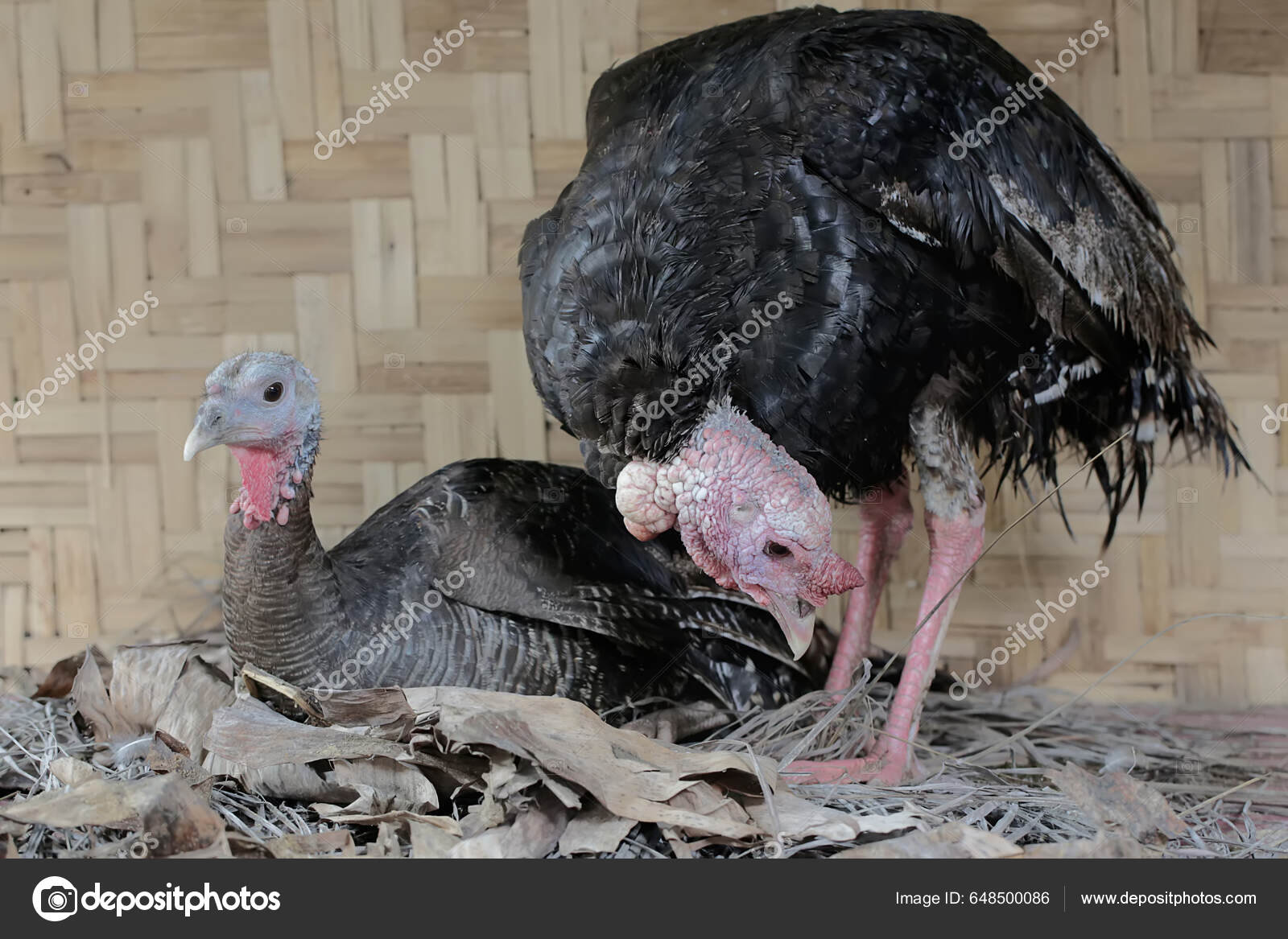 Pair Turkeys Resting Nest Animal Commonly Cultivated Humans Scientific ...