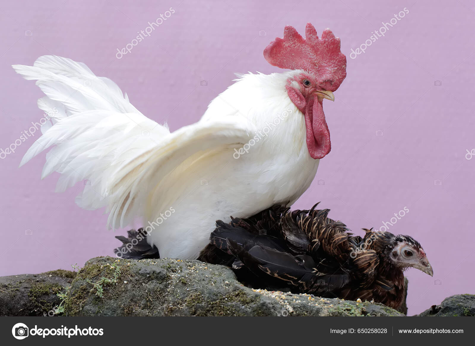 Hen Rooster Ready Mate Rock Overgrown Moss Animals Cultivated Meat ...