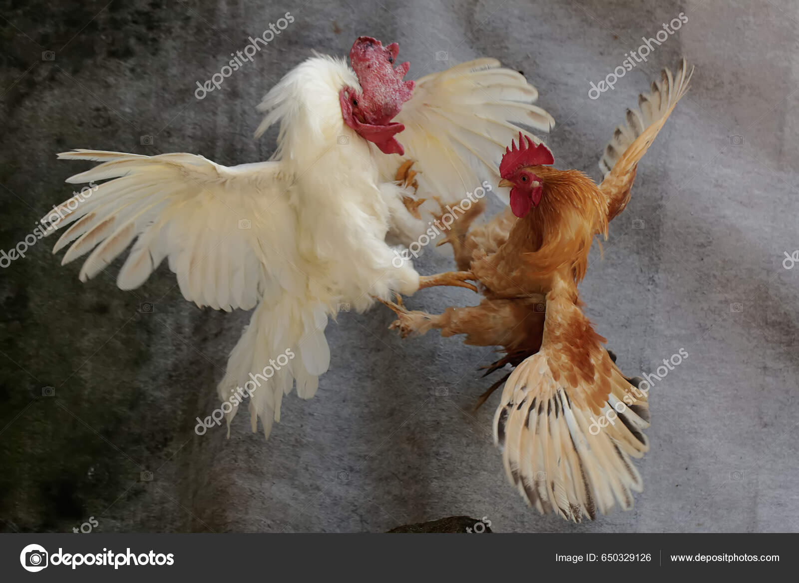 Fighting Rooster