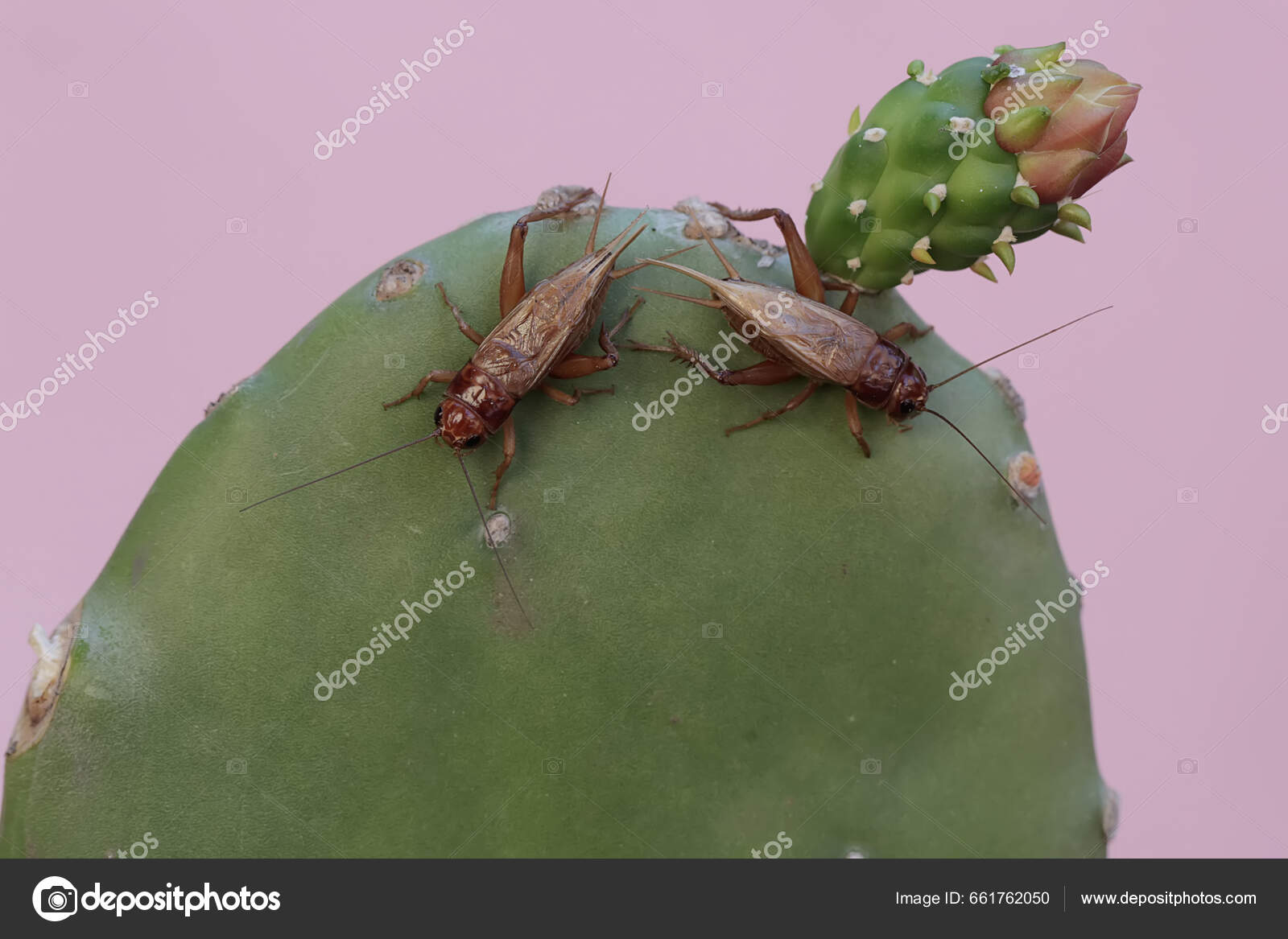 Two Field Crickets Eating Prickly Pear Cactus Flower Insect Has — Stock ...
