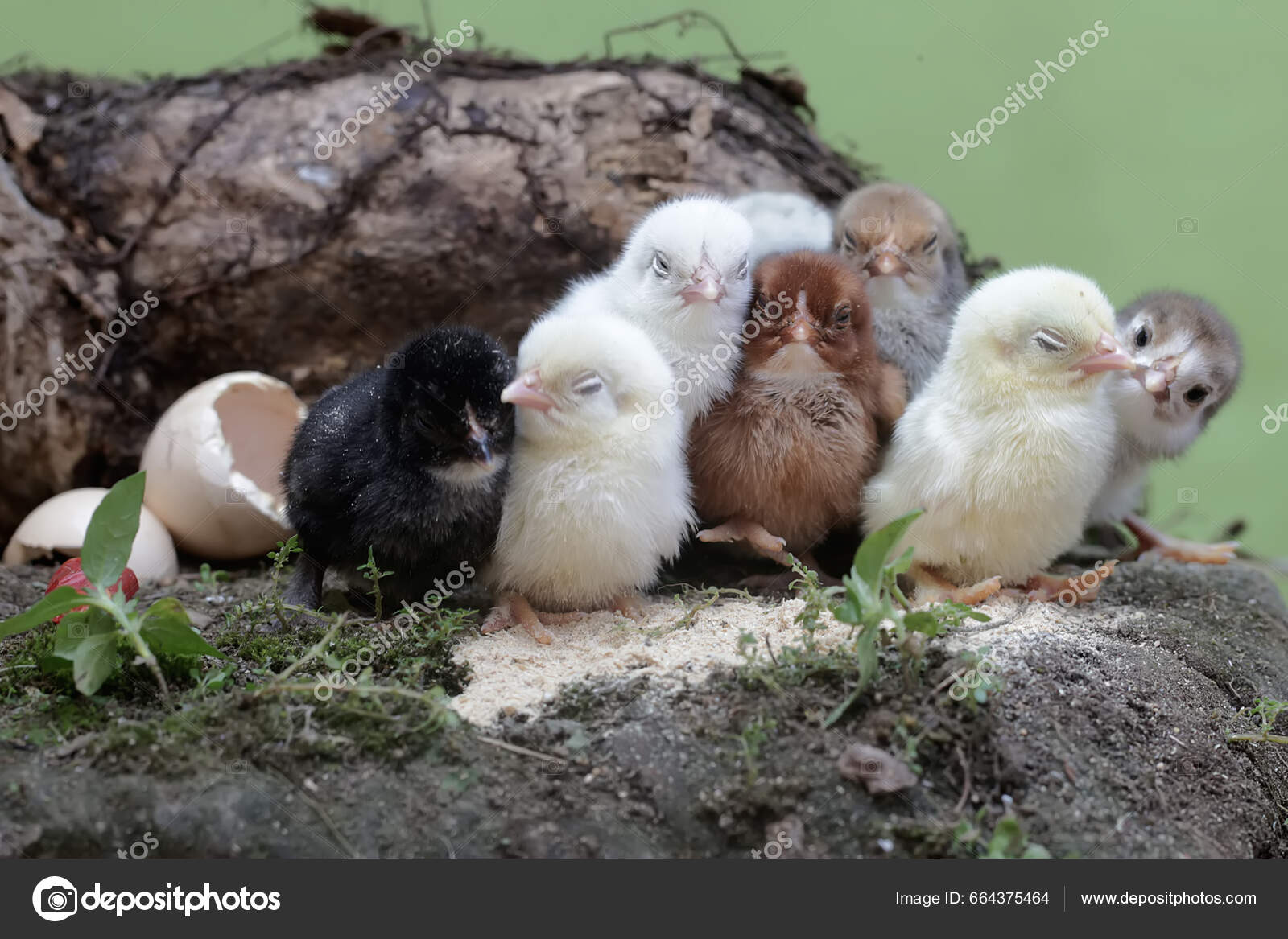 Number Newly Hatched Chicks Nest Animal Has Scientific Name Gallus ...