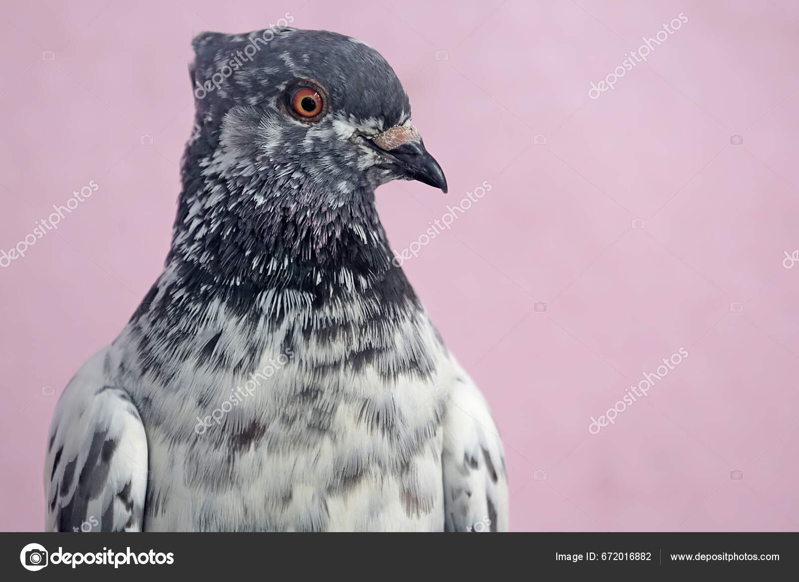 Head Dashing Elegant Male Pigeon Bird Which Used Symbol Peace — Stock ...