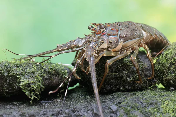 Fotos de Stegt vand bugs, Imagens de Stegt vand bugs sem royalties ...