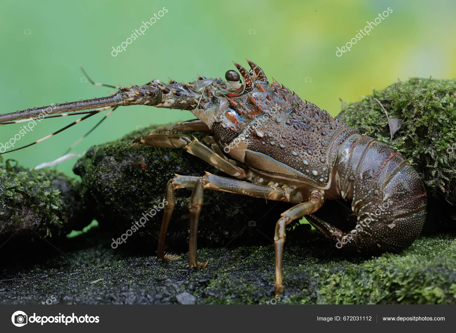Sea Crayfish