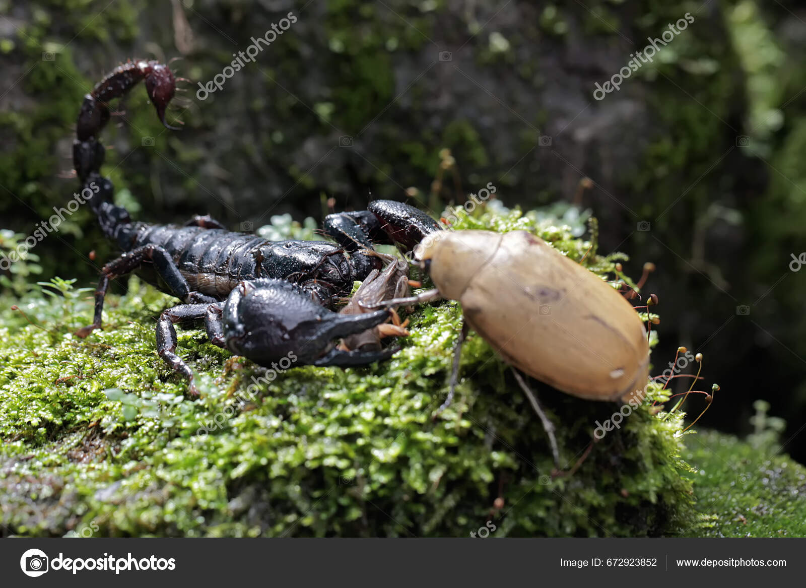 Asian Forest Scorpion Prepares Eat Beetle Rock Overgrown Moss Stinging ...