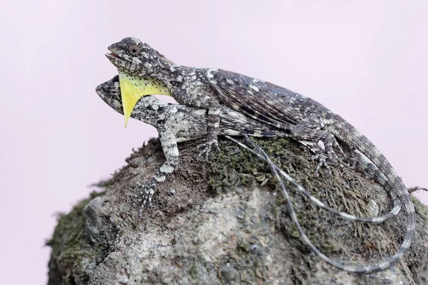 Lizard catching insect Stock Photos, Royalty Free Lizard catching ...