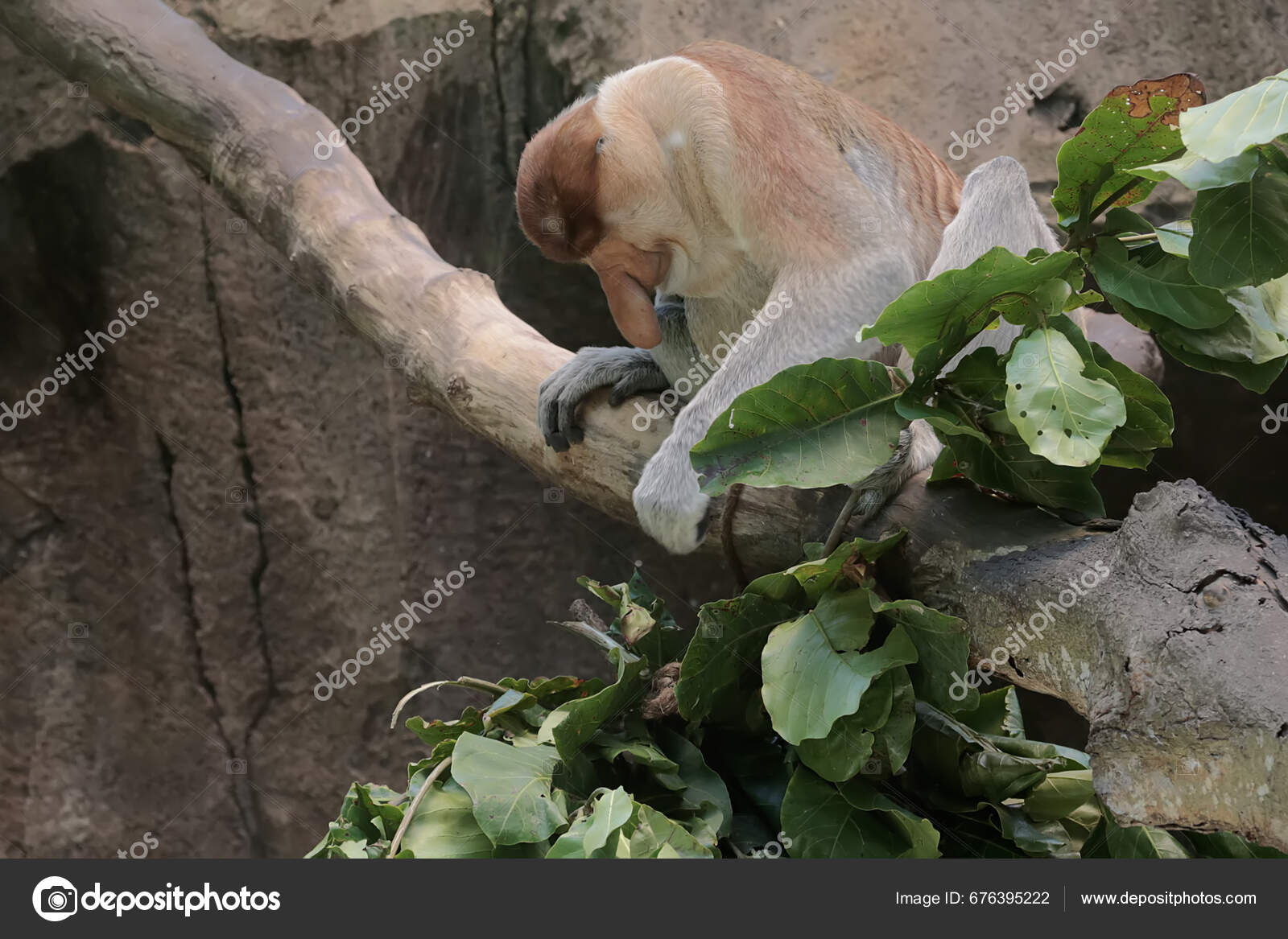 Proboscis Monkey Eating Young Leaves Which Its Favorite Food Long ...