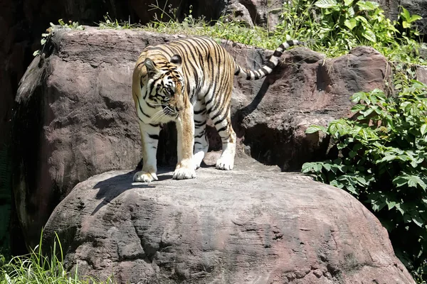 Zoo railing Stock Photos, Royalty Free Zoo railing Images | Depositphotos