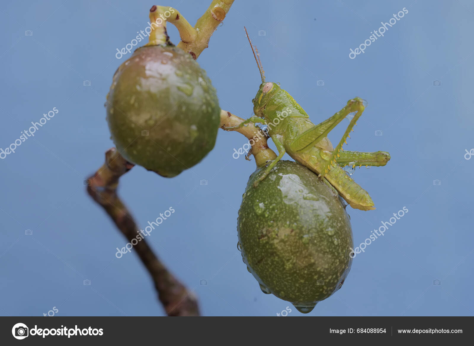 Young Grasshopper Bright Green Color Eating Young Avocado Insects Eat ...