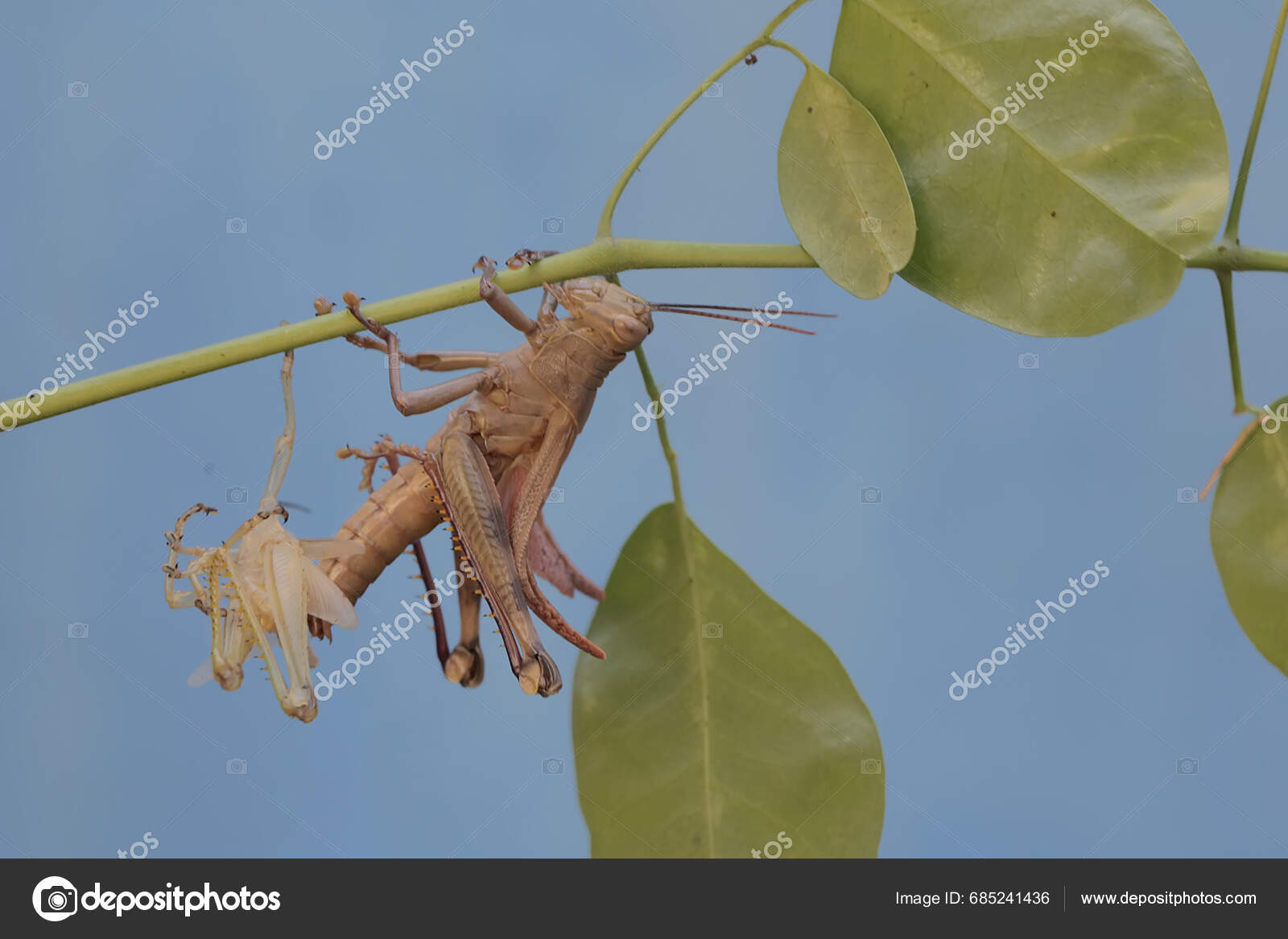 Grasshopper Going Process Molting Process One Life Phases Grasshoppers ...