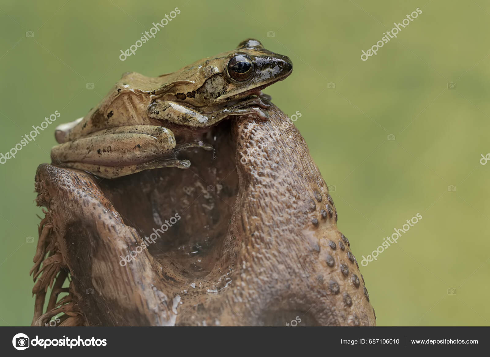Common Tree Frog Resting Dry Bamboo Stick Frog Also Known — Stock Photo ...