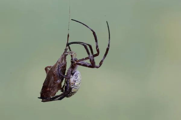 Aranha comer moscas fotos de stock, imágenes de Aranha comer moscas sin ...