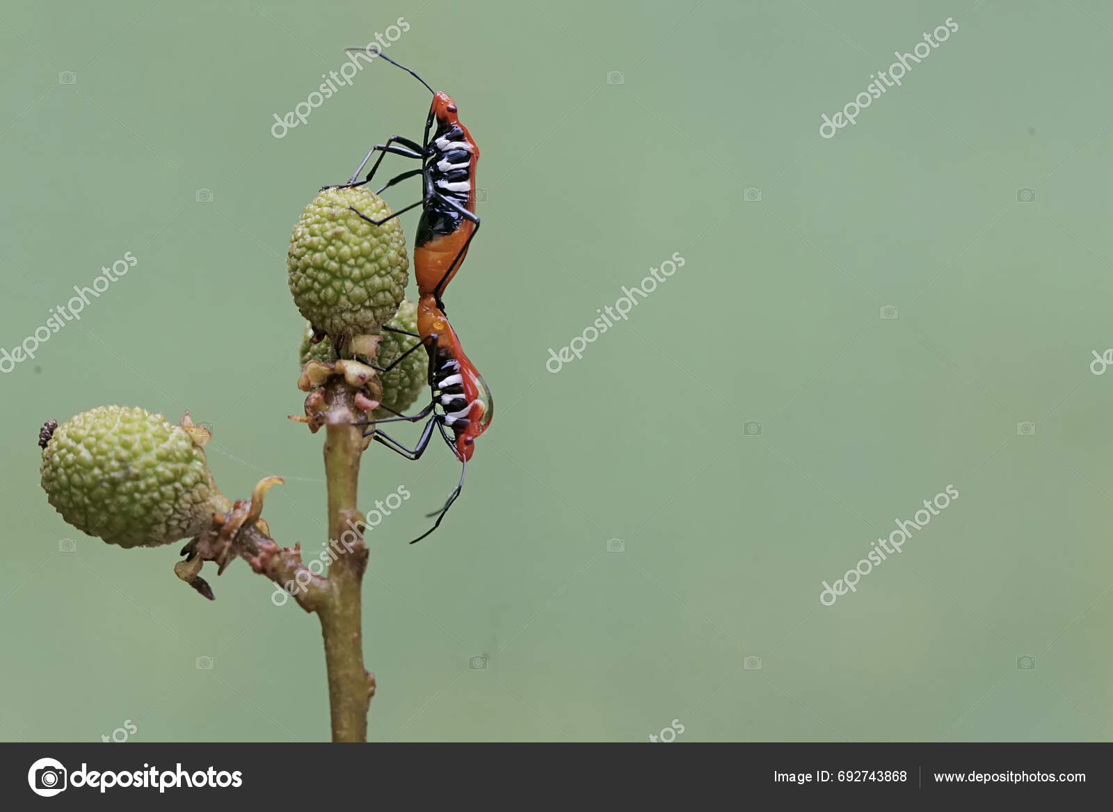Pair Milkweed Assassin Bugs Mating Insect Has Scientific Name Zelus ...