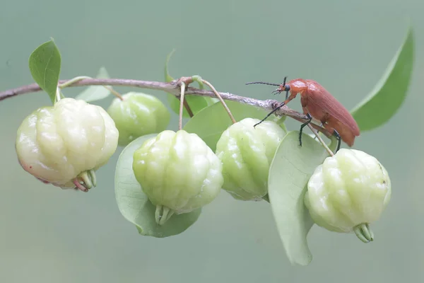 Lutte biologique Stock Photos, Royalty Free Lutte biologique Images ...