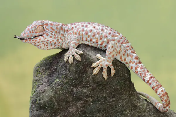 Lézard fantastique Stock Photos, Royalty Free Lézard fantastique Images ...