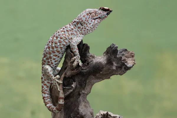 Lézard fantastique Stock Photos, Royalty Free Lézard fantastique Images ...