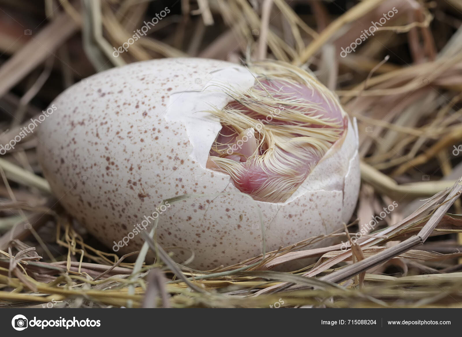 Process Hatching Baby Turkey Its Nest Animal Commonly Cultivated Humans ...