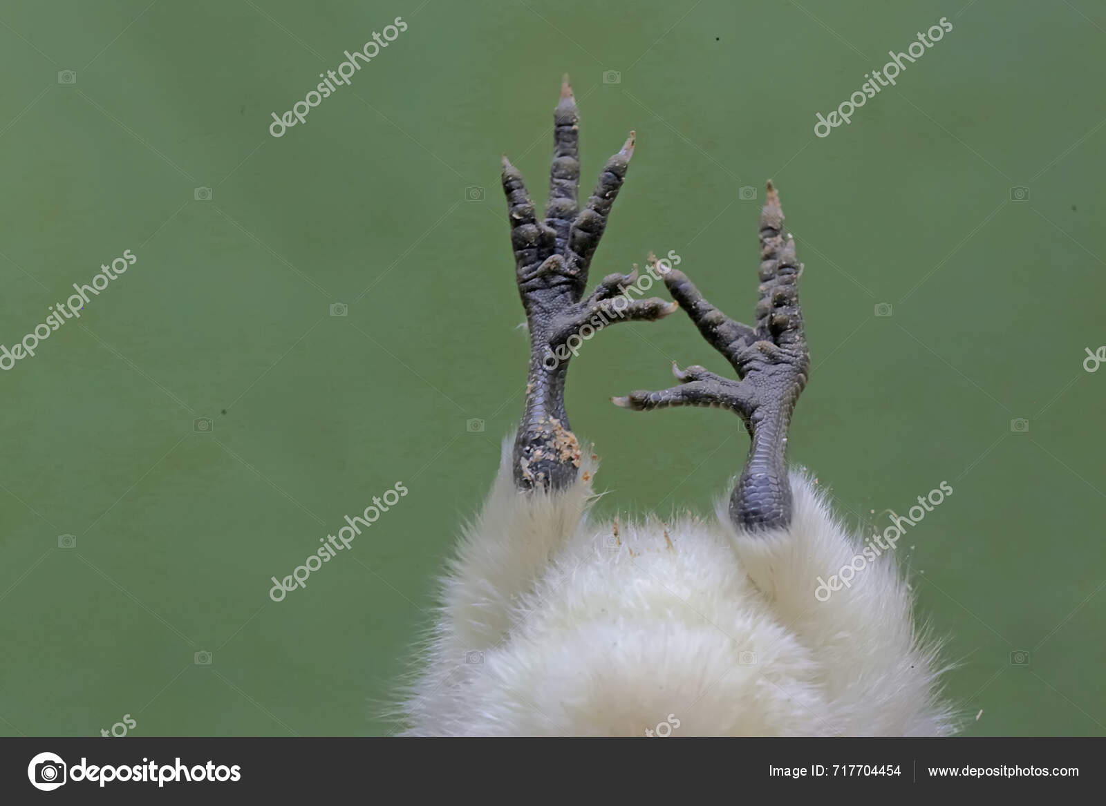One Characteristics Silkie Chickens Have Five Toes Other Chickens Which ...