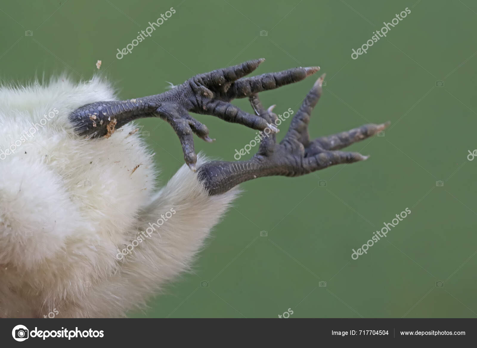 One Characteristics Silkie Chickens Have Five Toes Other Chickens Which ...