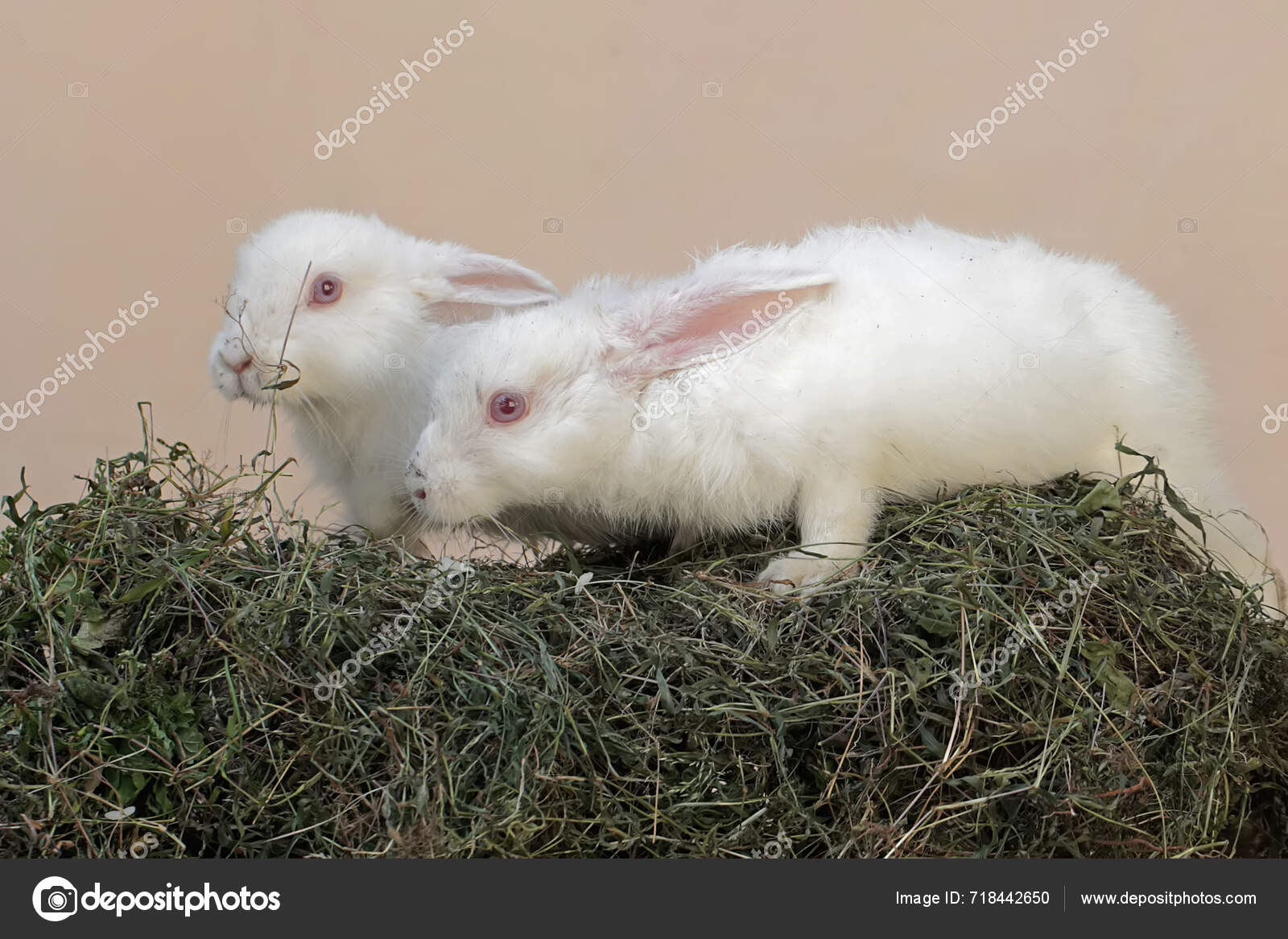 Pair Rabbits Eating Fresh Grass Rodent Has Scientific Name Lepus ...