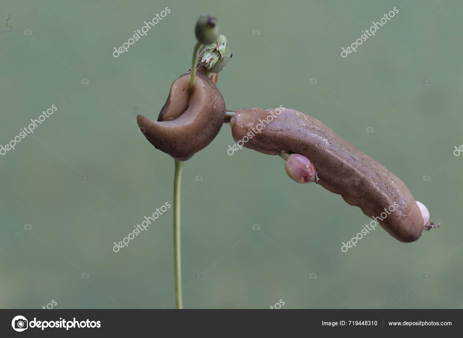 Two Field Slugs Eating Fruit Job's Tears Plant Shellless Snail — Stock ...