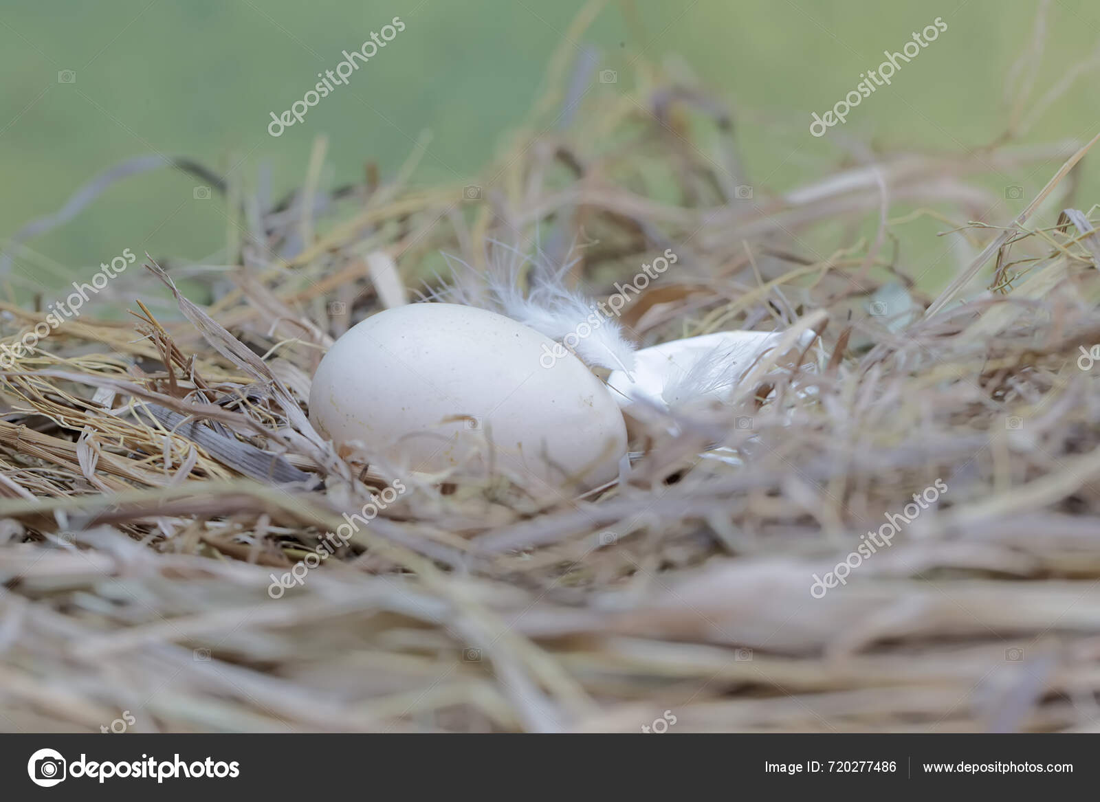 One Silkie Chicken Egg Straw Nest Ready Hatch Animal Has — Stock Photo ...