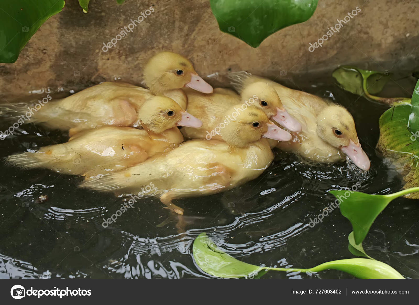 Varios Patos Jóvenes Moscovitas Están Cazando Pequeños Peces Estanque ...