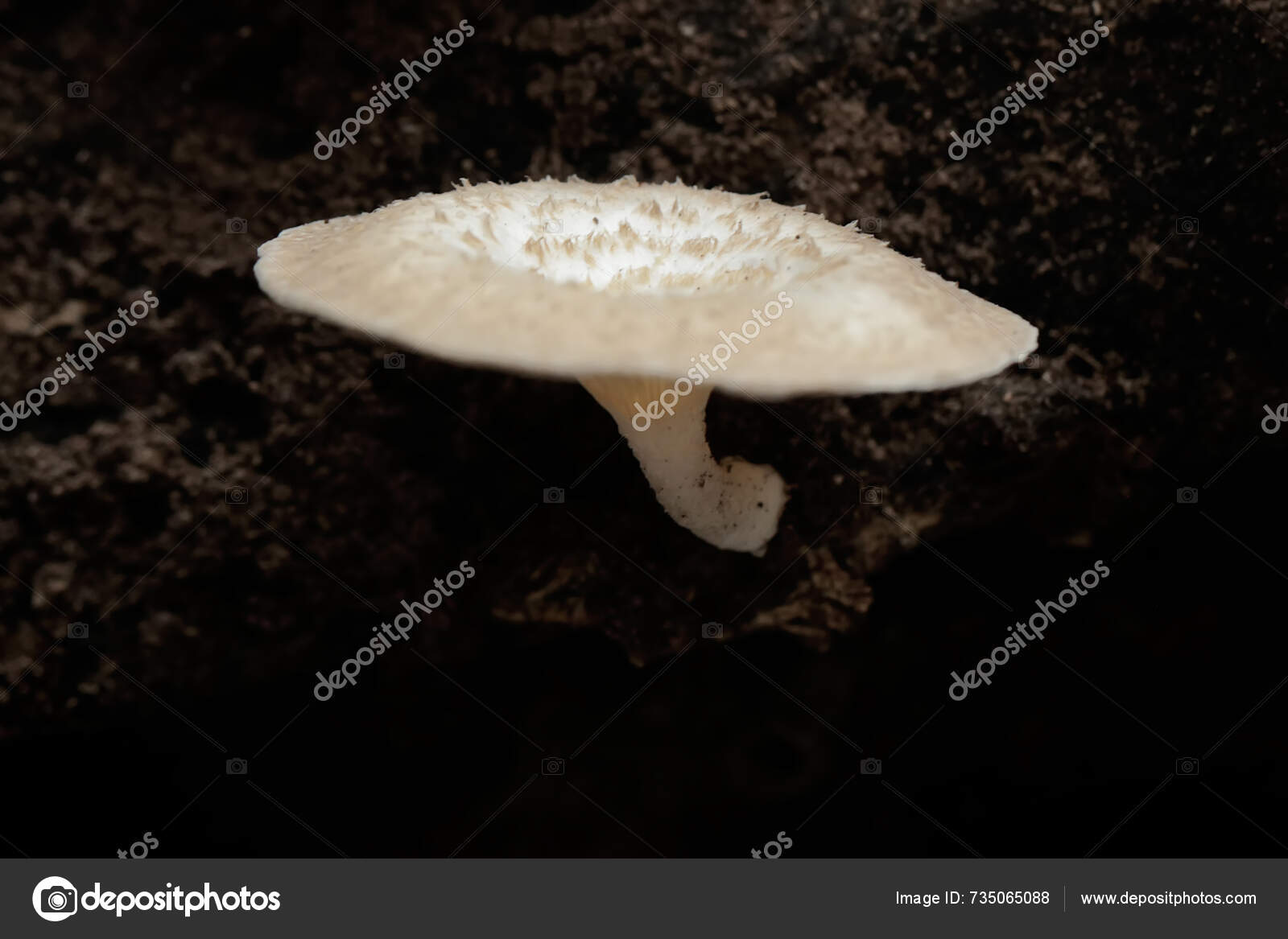 Collection Wild Mushrooms Type Lentinus Thrives Rotting Tree Trunks ...