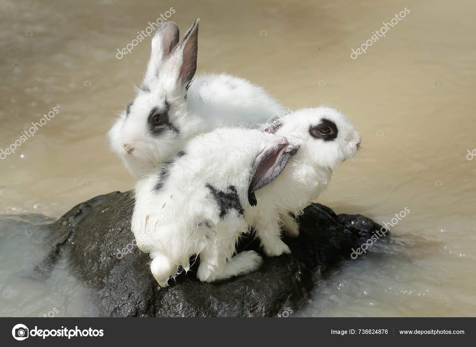 Pair Young Rabbits Drinking Small River Rodent Has Scientific Name ...