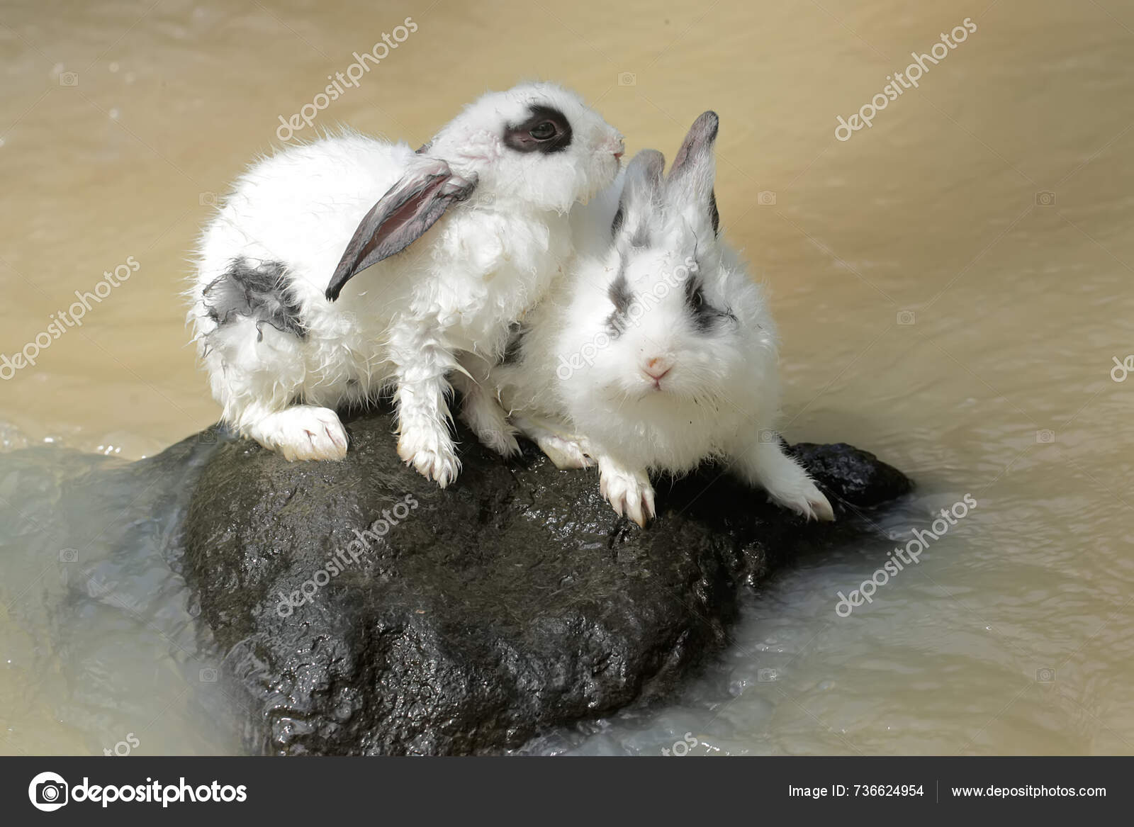 Pair Young Rabbits Drinking Small River Rodent Has Scientific Name ...