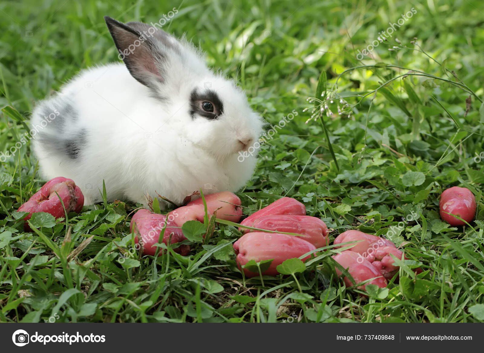 Young Rabbit Eating Ripe Water Apples Have Fallen Grass Rodent — Stock ...