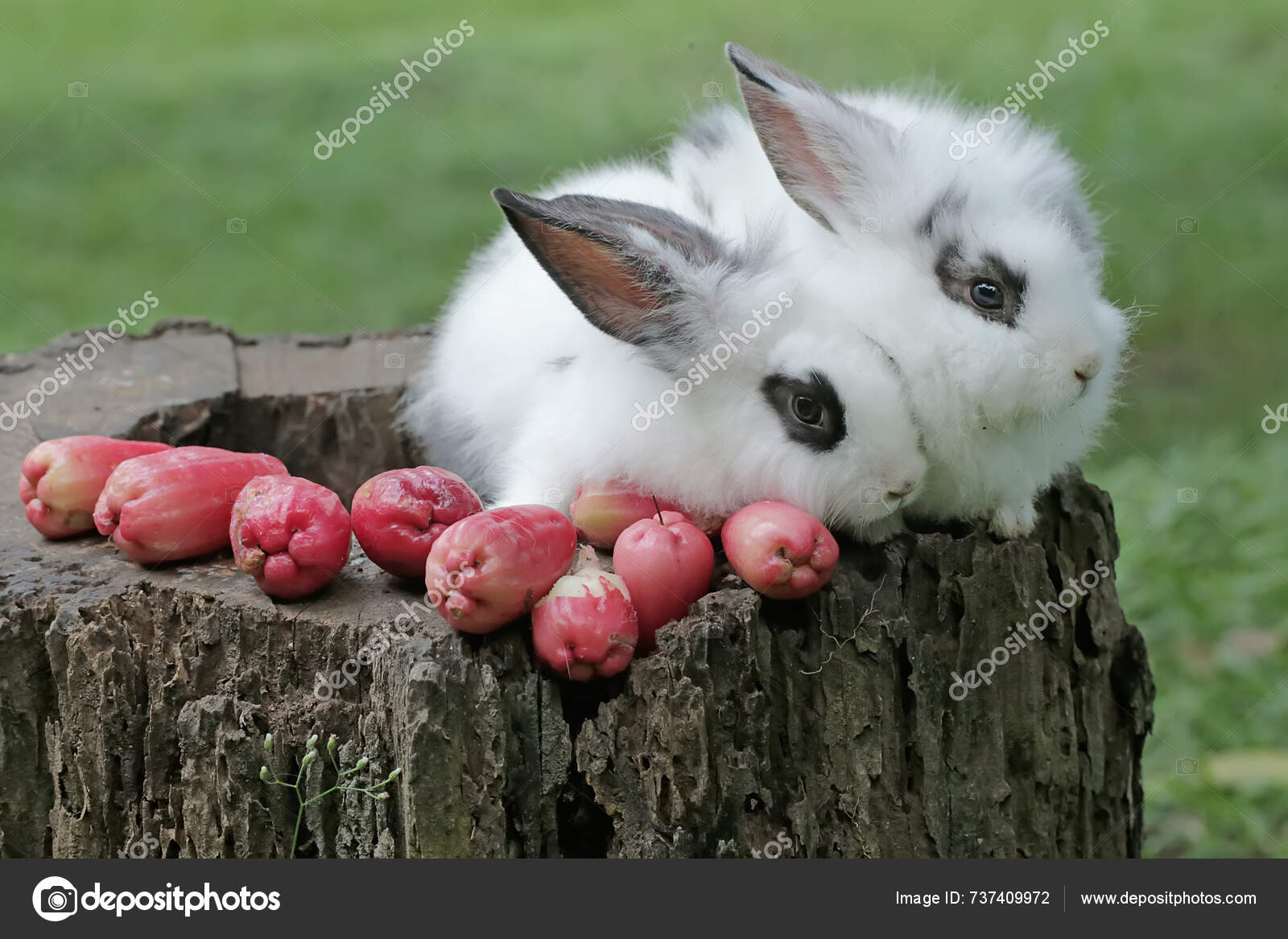 Pair Rabbits Eating Ripe Water Apples Fell Rotten Tree Trunk — Stock ...