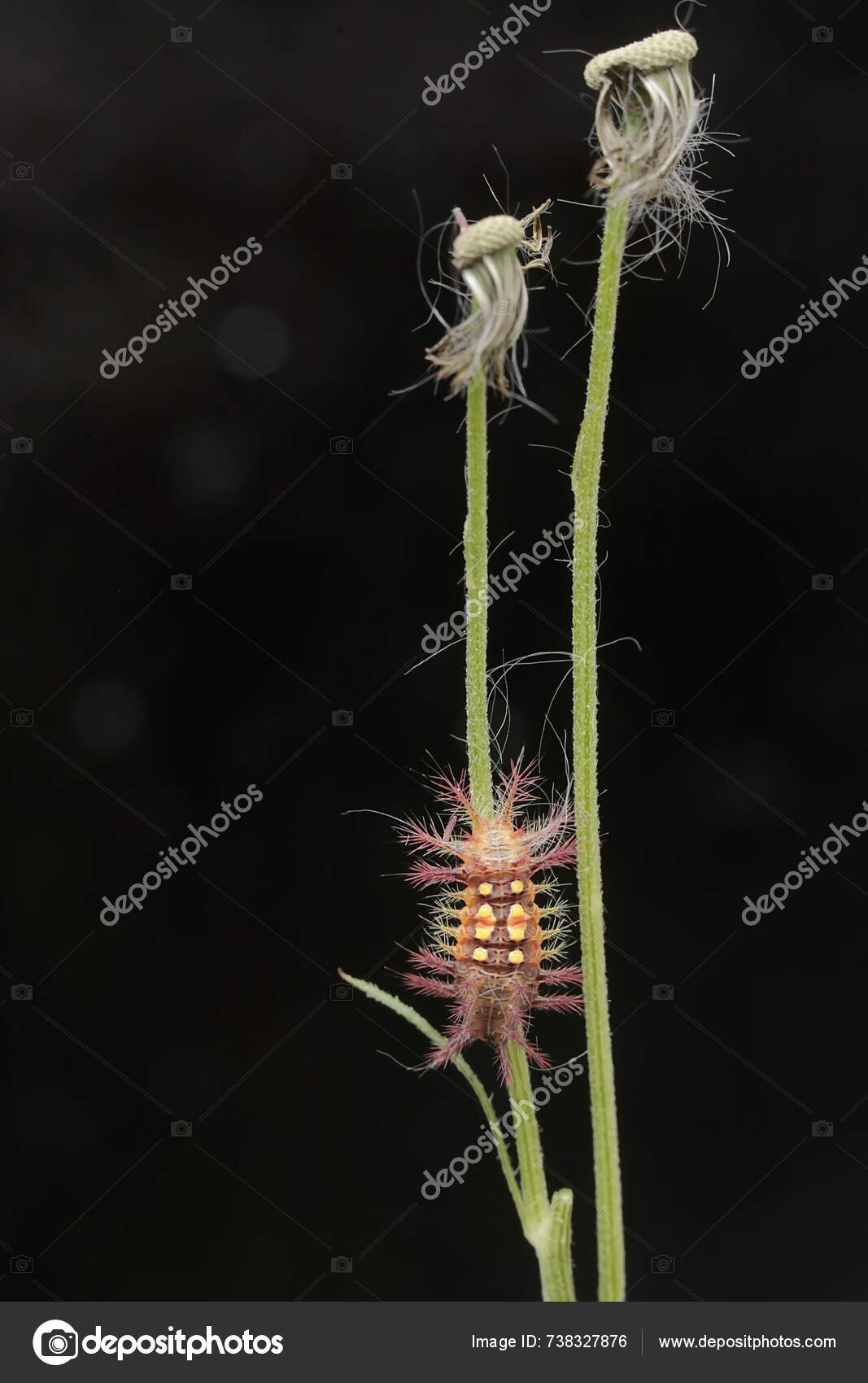 Nettle Caterpillar Feeding Wild Flower Beautiful Colored Insect Has ...