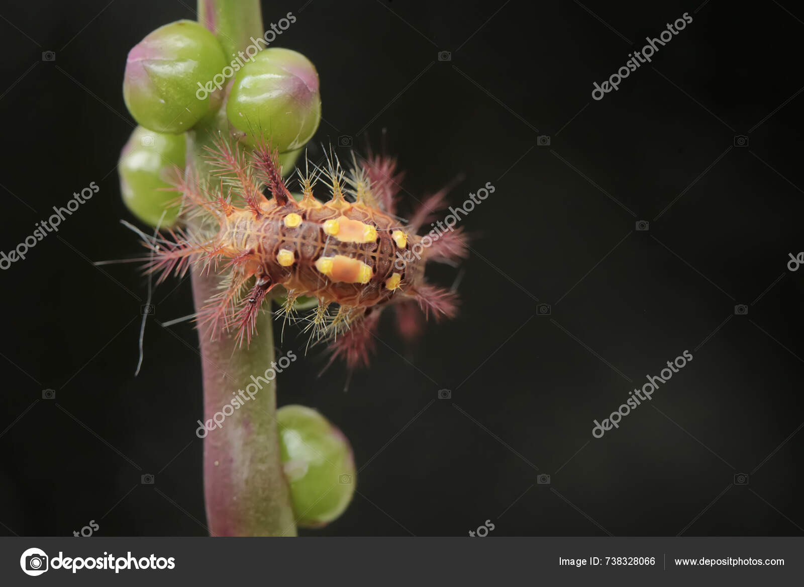 Nettle Caterpillar Feeding Wild Flower Beautiful Colored Insect Has ...