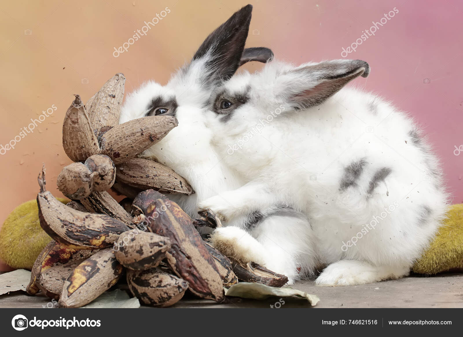 Pair White Rabbits Eating Bunch Ripe Bananas Have Fallen Ground — Stock ...