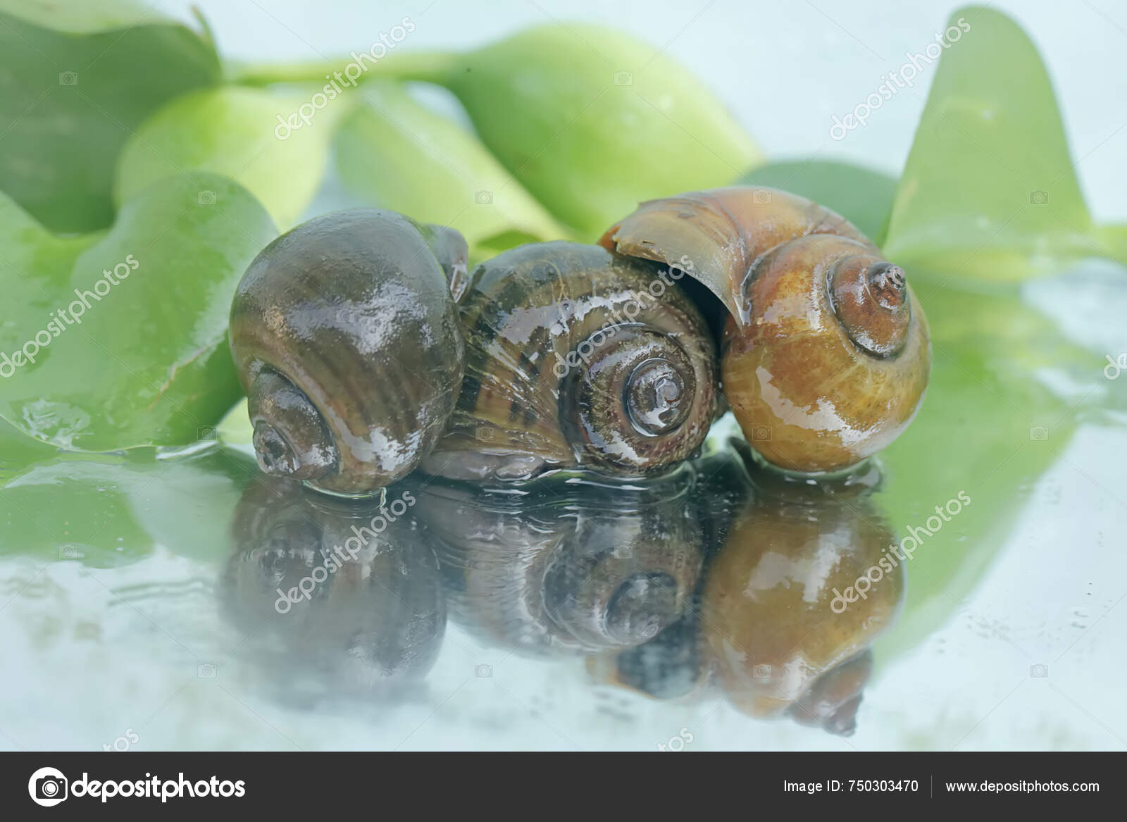 Three Apple Snails Eating Water Hyacinth Leaves Mollusk Has Scientific ...