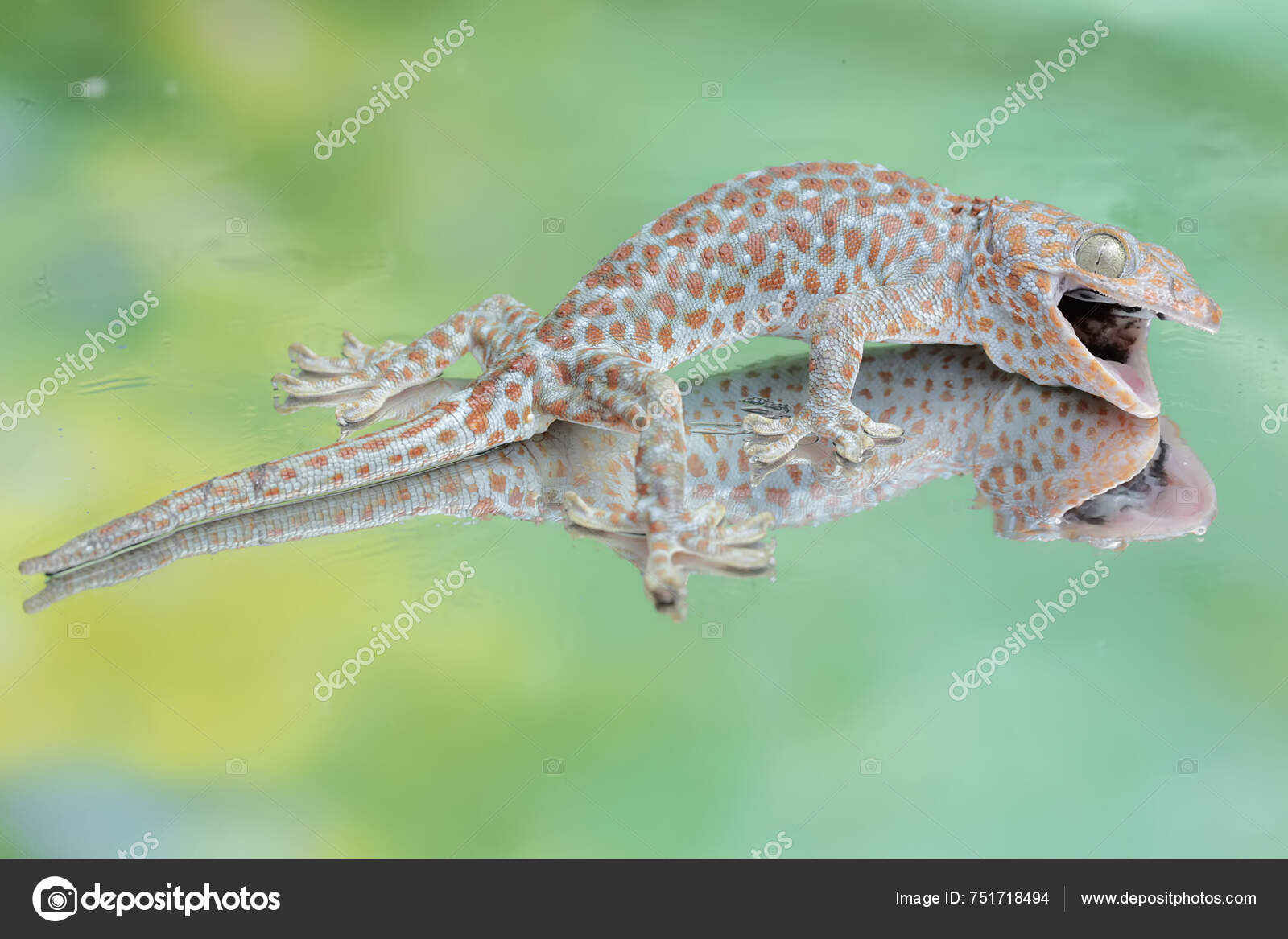 Tokay Gecko Shows Its Attack Stance Chase Away Intruder Has — Stock ...