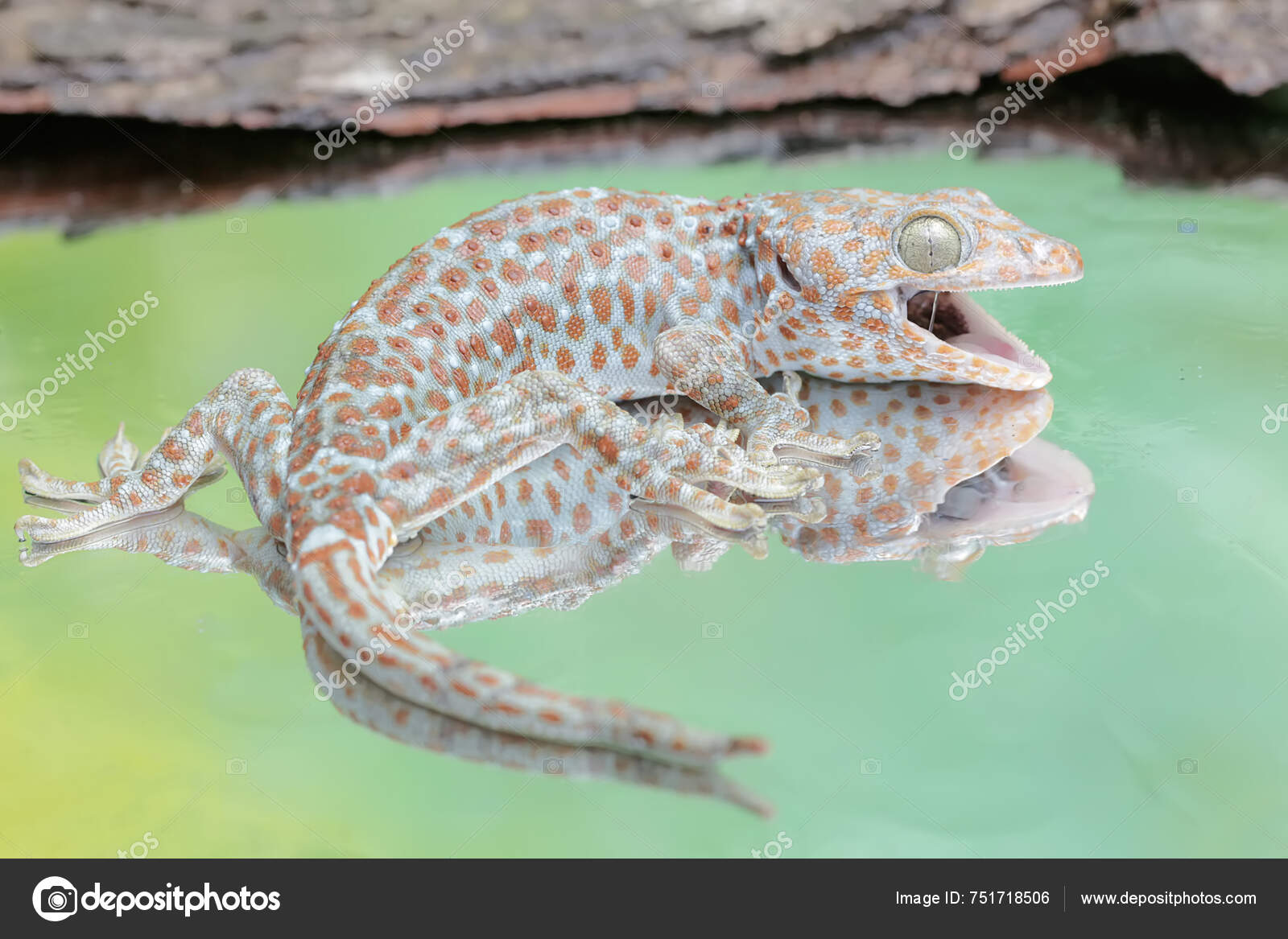 Tokay Gecko Shows Its Attack Stance Chase Away Intruder Has — Stock ...