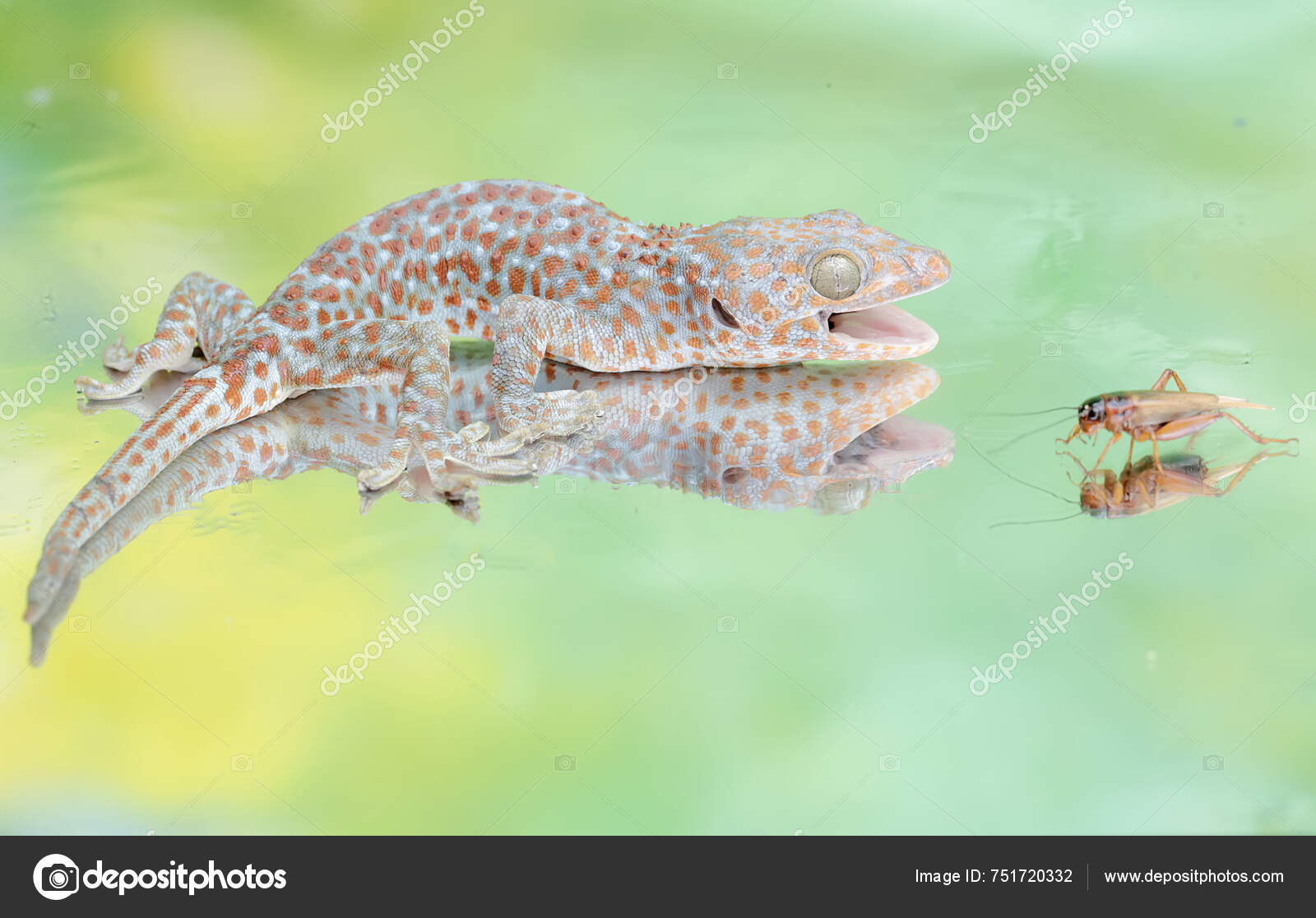 Tokay Gecko Ready Prey Cricket Reptile Has Scientific Name Gekko ...