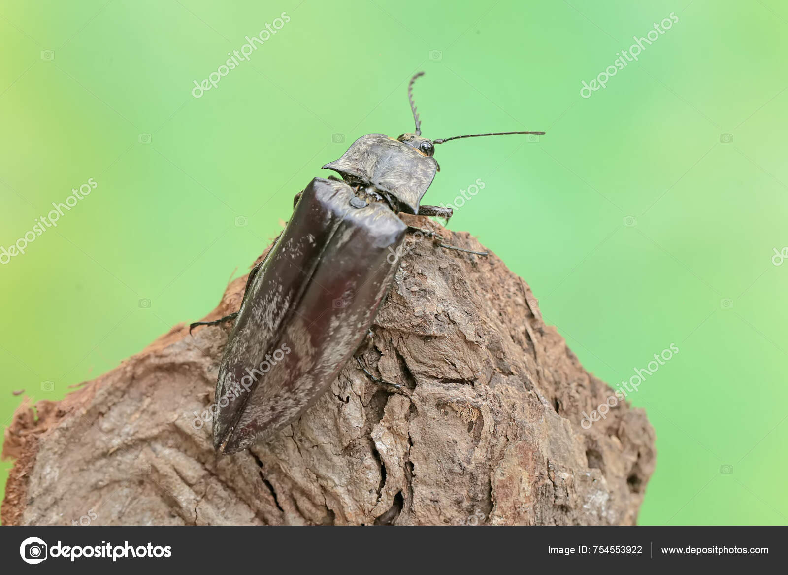 Click Beetle Foraging Rotting Log Insect Has Scientific Name ...