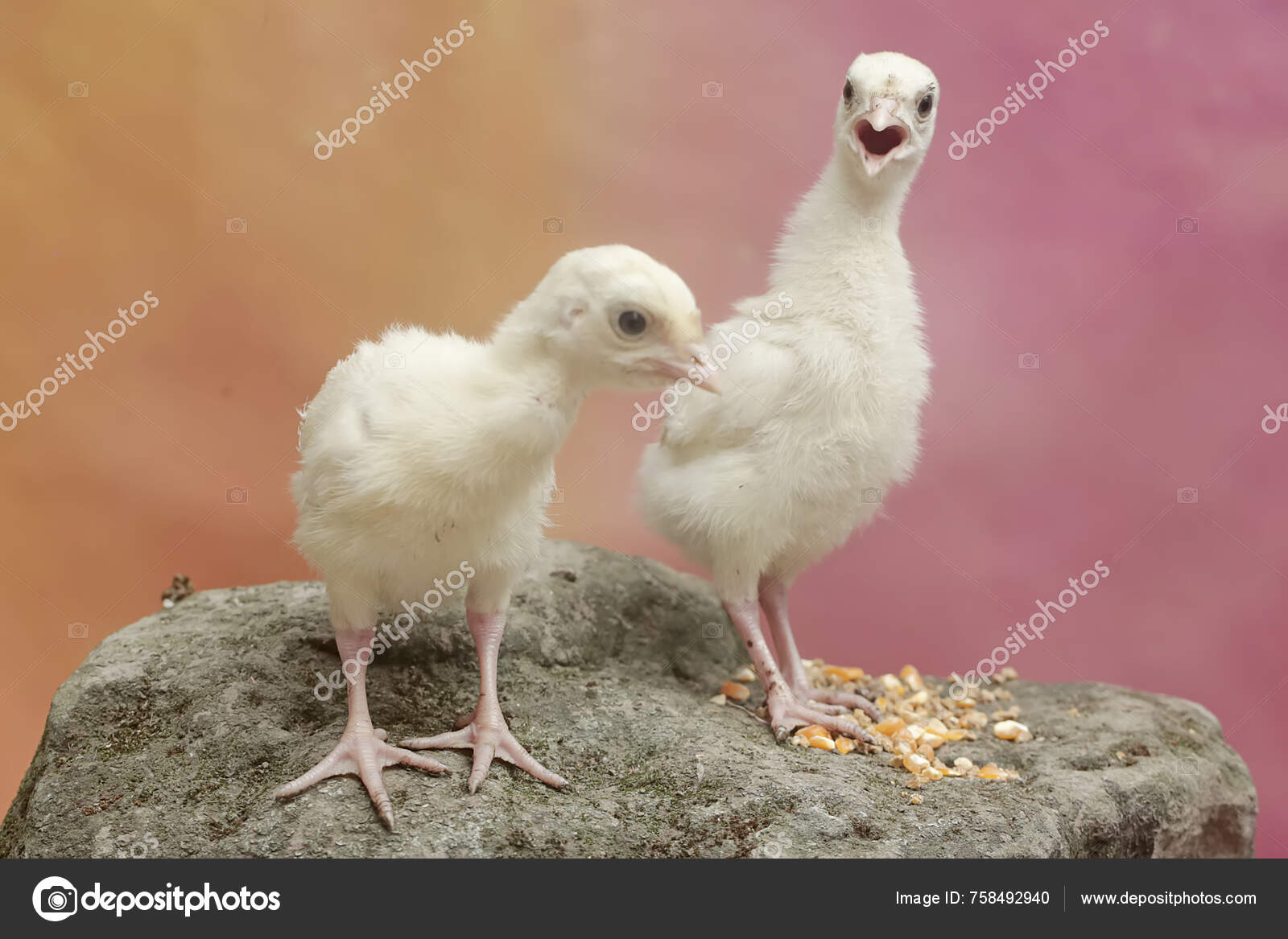 Two Week Old Turkey Chicks Eating Corn Moss Covered Rock — Stock Photo ...