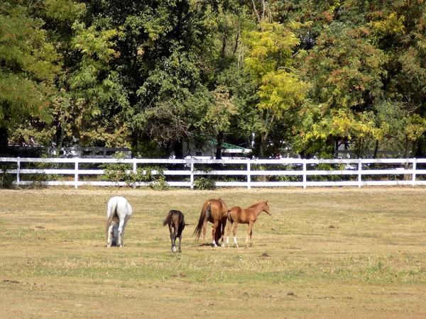 Paddock voor paarden images libres de droit, photos de Paddock voor ...