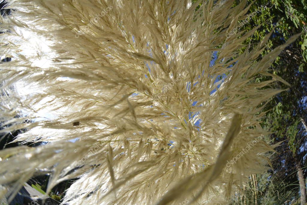 Grandes orejas blancas de pasto de pampas Cortaderia selloana 2023