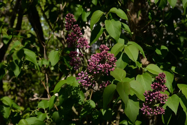 Syringa berry tree Stock Photos, Royalty Free Syringa berry tree Images ...