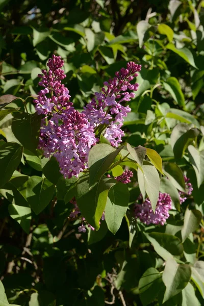 Syringa berry tree Stock Photos, Royalty Free Syringa berry tree Images ...