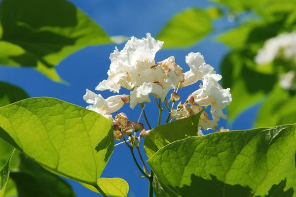 Escopolamina fotos de stock, imágenes de Escopolamina sin royalties ...