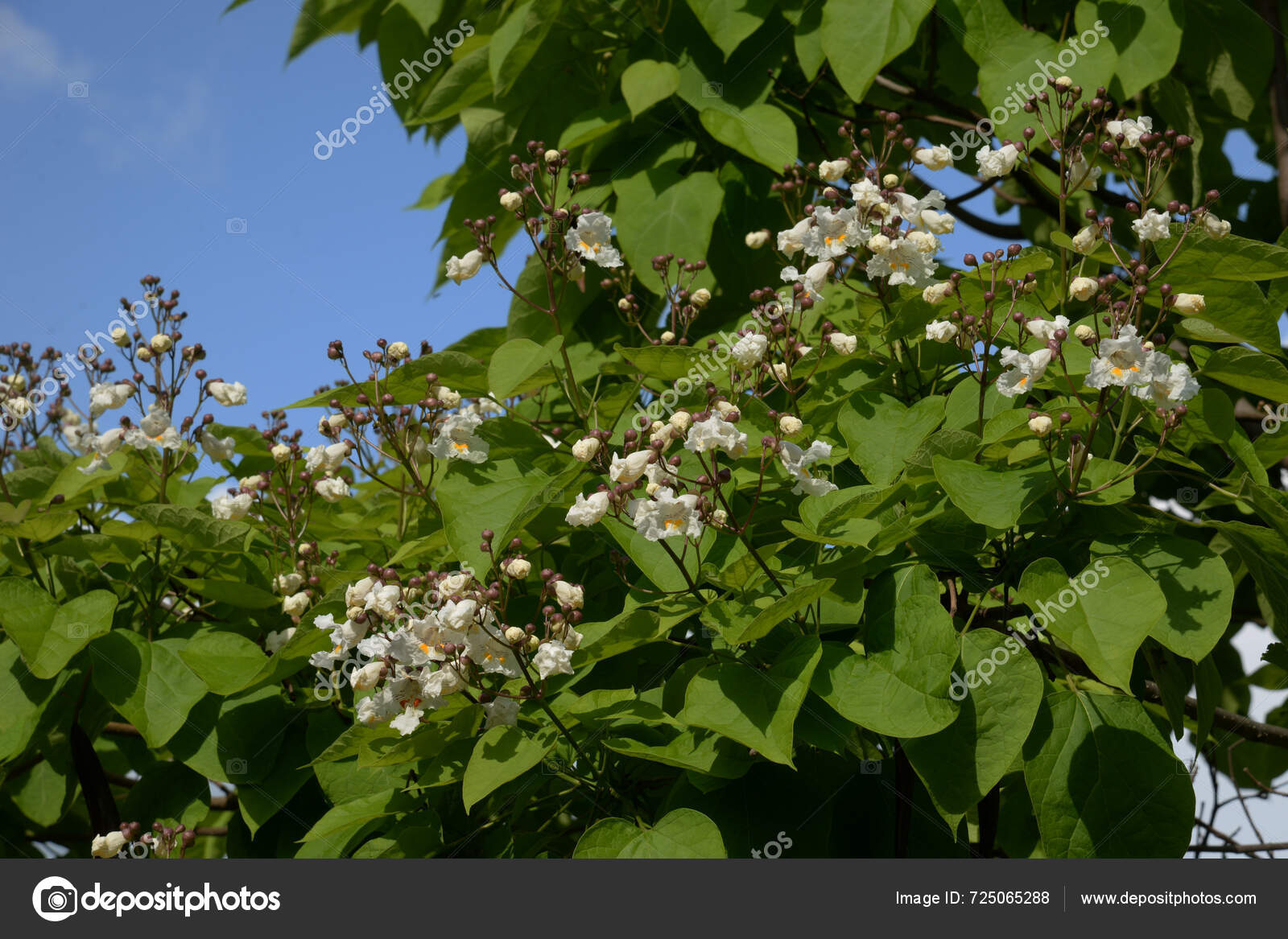 Catalpa Catalpa Genus Flowering Trees Bignoniaceae Family — Stock Photo ...