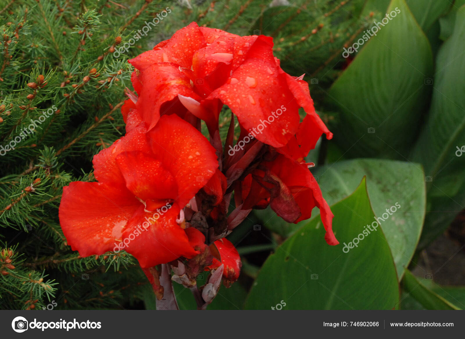 Canna Kana Canna Single Genus Plants Monotypic Cannaceae Family — Stock ...